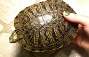 Can Turtle Feel Their Shell? Does It Have Nerves?