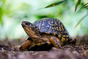 Are Turtles Colorblind? What Colors Can They See?