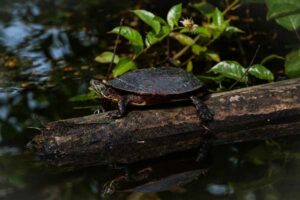 Are Turtles Colorblind? What Colors Can They See?