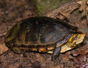 Mastering the Art of White Lipped Mud Turtles Care
