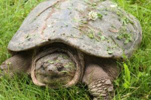 Common Snapping Turtle vs Alligator Snapping Turtle