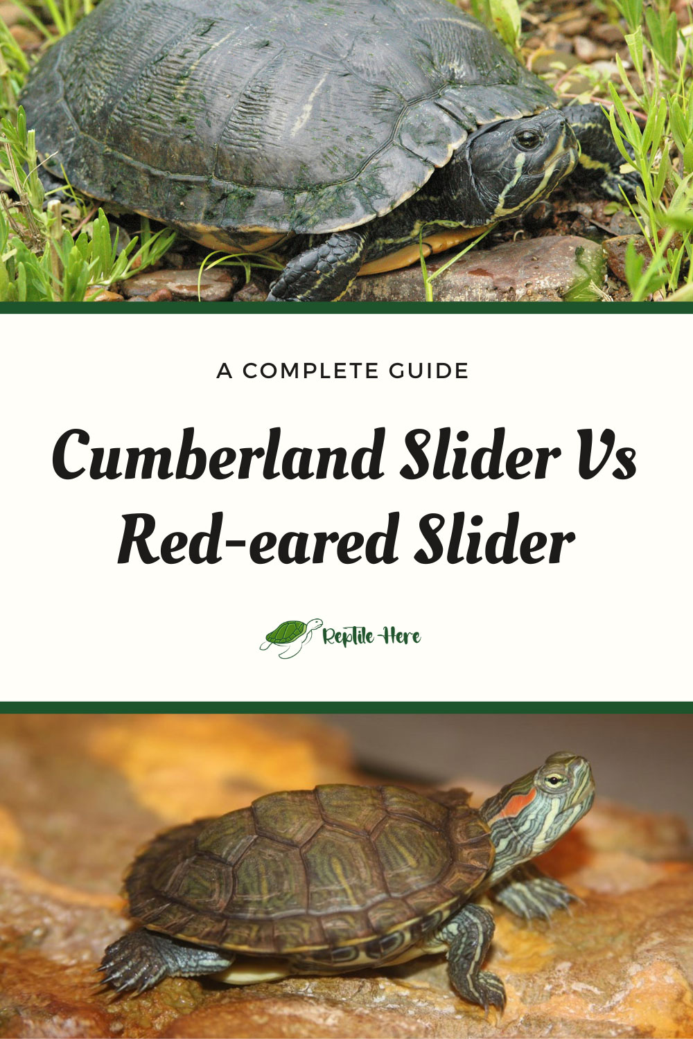 Cumberland Slider Vs Red-eared Slider: What Are The Differences?