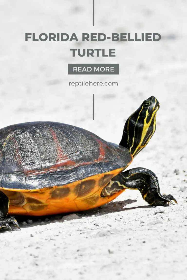 Florida Red-Bellied Turtle: Size, Lifespan, Care Guide