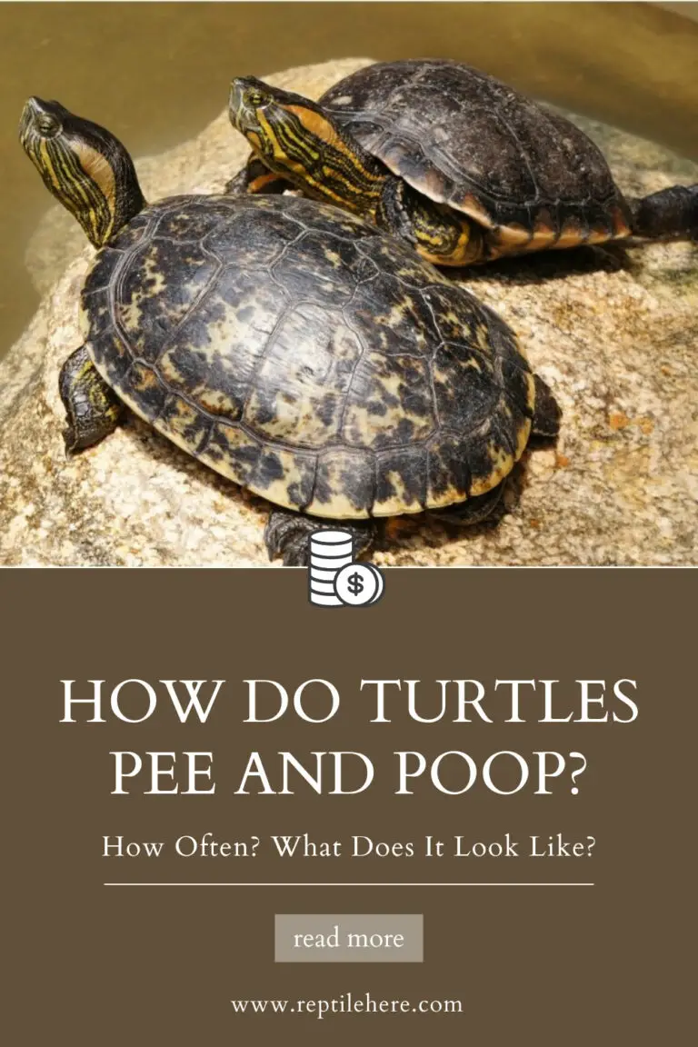 How Do Turtles Pee And Poop? How Often? What Does It Look Like?