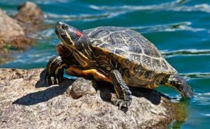 Are Turtles Colorblind? What Colors Can They See?