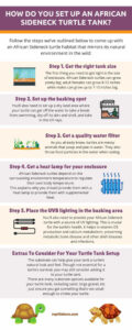 African Sideneck Turtle Habitat: How to Setup an Indoor Enclosure