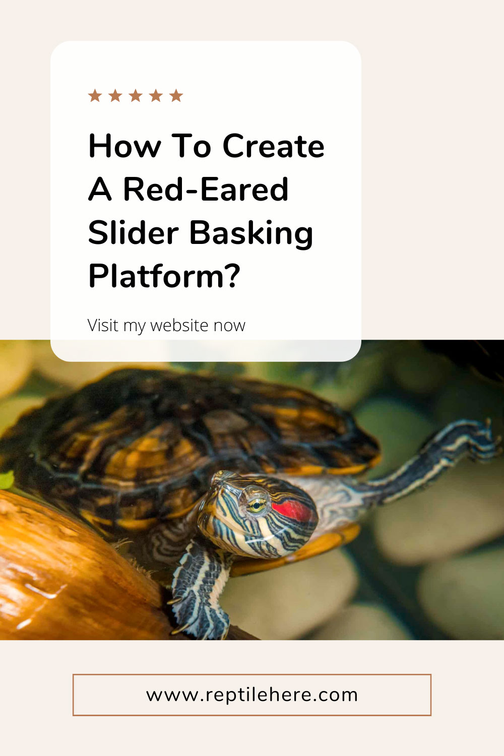 How To Create A Red-Eared Slider Basking Platform