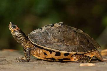 Indian Roofed Turtle Care