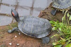 How Do Turtles Pee And Poop? How Often? What Does It Look Like?