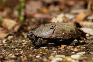 Musk Turtle Habitat: How to Setup an Indoor Enclosure?