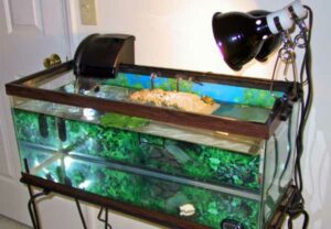 How To Create A Red-Eared Slider Basking Platform