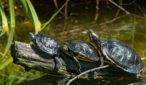 How Old Is My Red-Eared Slider Turtle?
