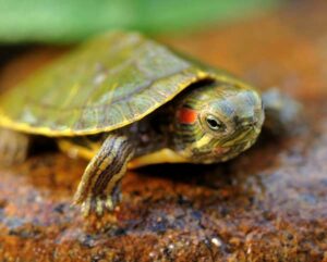 How Much Does A Pet Turtle Cost? (Full Price Breakdown & Comparison)