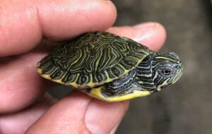 How Much Does A Pet Turtle Cost? (Full Price Breakdown & Comparison)