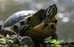 How Much Does A Pet Turtle Cost? (Full Price Breakdown & Comparison)