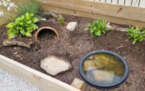 Box Turtle Habitat: How to Setup an Indoor & Outdoor Enclosure?