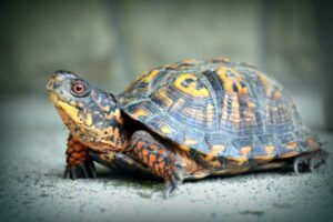 How Much Does A Pet Turtle Cost? (Full Price Breakdown & Comparison)