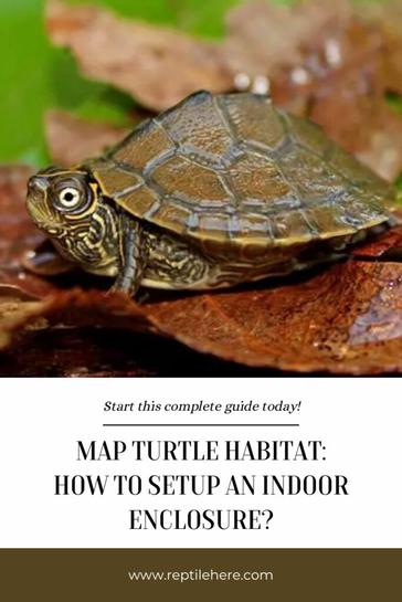 Mississippi Map Turtle Tank Setup