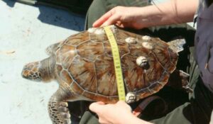 Aging A Turtle: How Can You Tell How Old Is A Turtle?