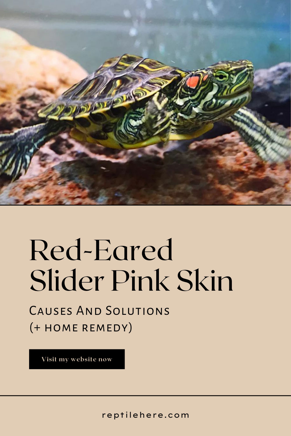 Red-Eared Slider Pink Skin: Causes And Solutions (+ home remedy)