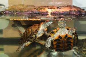 15 Red-Eared Slider Facts Everyone Should Know