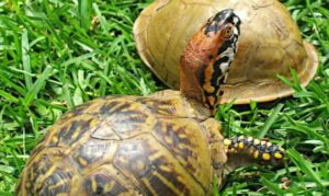 Can Turtle Feel Their Shell? Does It Have Nerves?