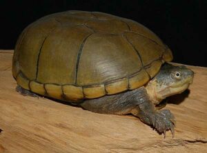 Yellow Mud Turtle Care: Everything That You Need To Know