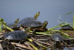 Aging A Turtle: How Can You Tell How Old Is A Turtle?