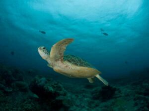 Can Sea Turtles Hide in Their Shells? Common Species That Can and Can’t