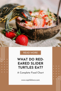 What Do Red-Eared Slider Turtles Eat? A Complete Food Chart