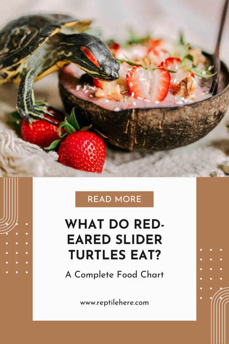 What Do Red-Eared Slider Turtles Eat? A Complete Food Chart