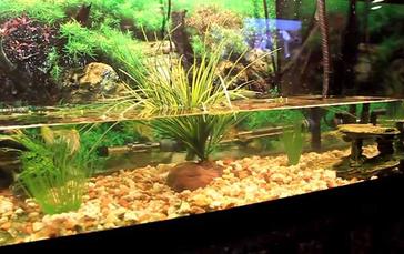Yellow Bellied Slider Tank Setup