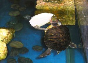 What Do Red-Eared Slider Turtles Eat? A Complete Food Chart
