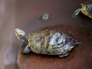 Red-Eared Slider Died Suddenly (7 Potential Causes)