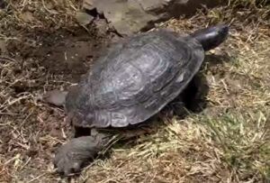 Red-Eared Slider Eggs: A Complete Beginners Guide