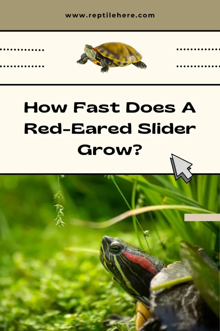 How Fast Does A Red-Eared Slider Grow?