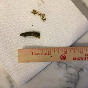 Red-Eared Slider Poop: All Your Questions Answered