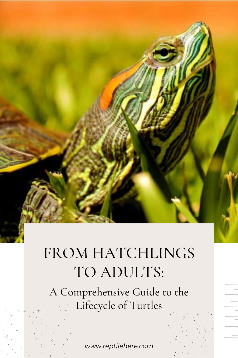 From Hatchlings to Adults: A Comprehensive Guide to the Lifecycle of ...