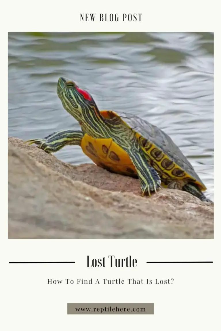 Lost Turtle: How To Find A Turtle That Is Lost?