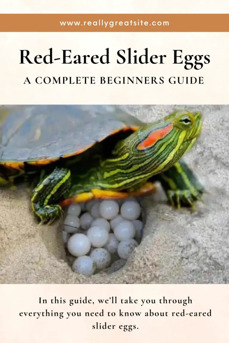 Red-Eared Slider Eggs: A Complete Beginners Guide