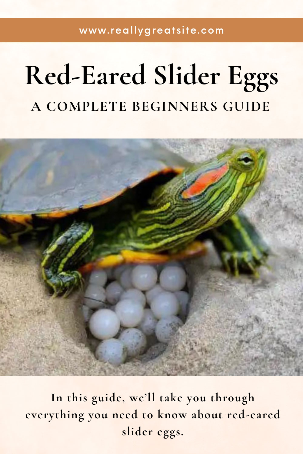 Red-Eared Slider Eggs: A Complete Beginners Guide