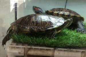 Red-Eared Slider Eggs: A Complete Beginners Guide