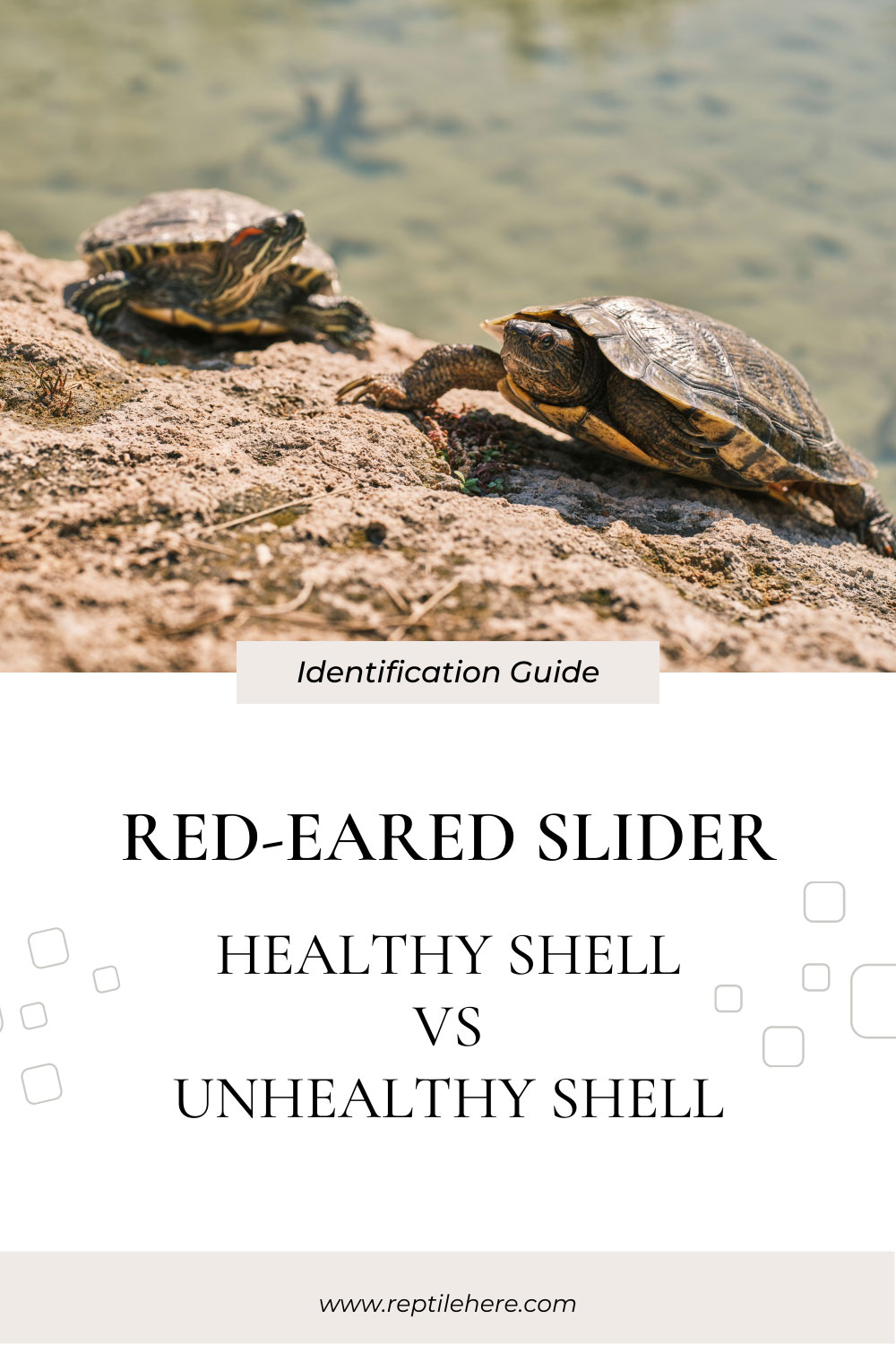 Red-Eared Slider Healthy Shell Vs Unhealthy Shell: Identification Guide