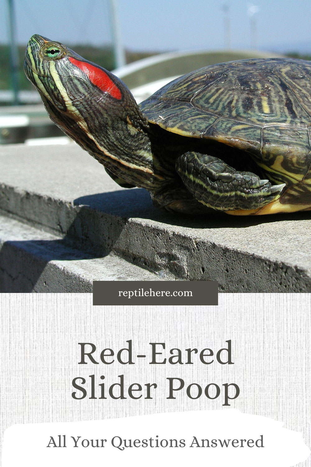 Red-Eared Slider Poop: All Your Questions Answered