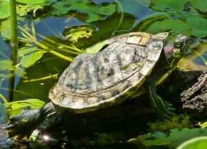 Red-Eared Slider Healthy Shell Vs Unhealthy Shell: Identification Guide