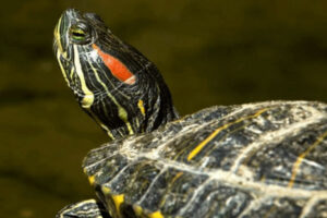 Red Eared Slider Shell Rot: Signs, Symptoms, Recovery Treatment