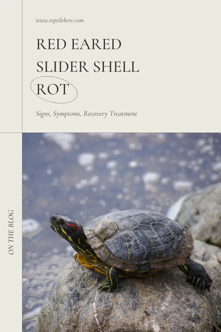 Red Eared Slider Shell Rot: Signs, Symptoms, Recovery Treatment