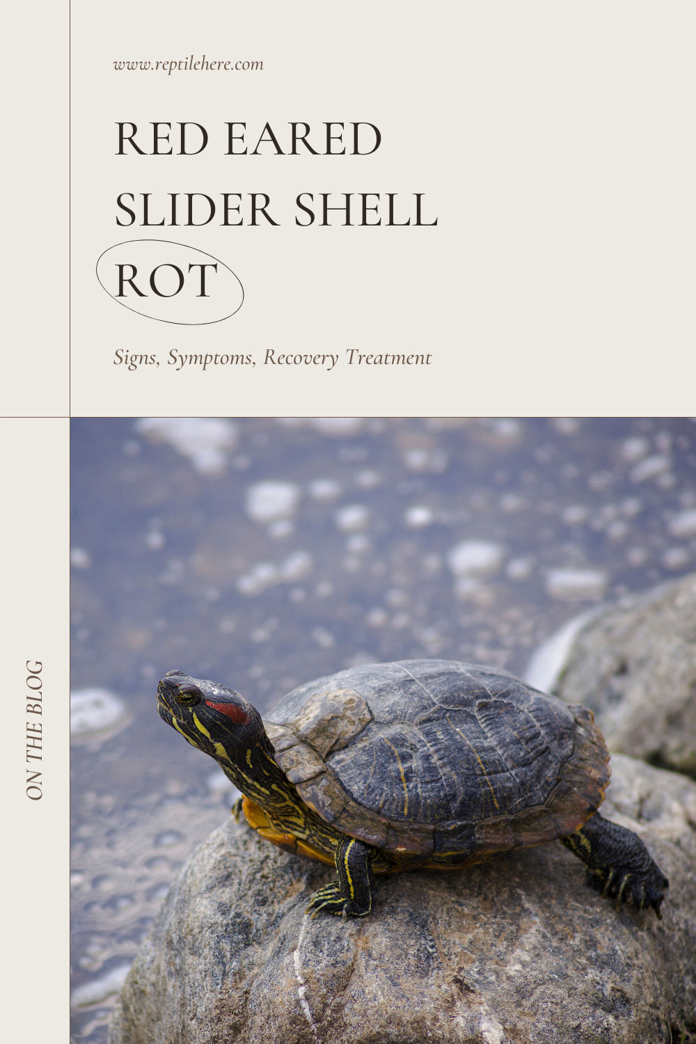 Red Eared Slider Shell Rot: Signs, Symptoms, Recovery Treatment
