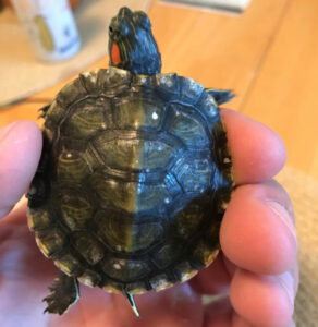 Red Eared Slider Shell Rot: Signs, Symptoms, Recovery Treatment