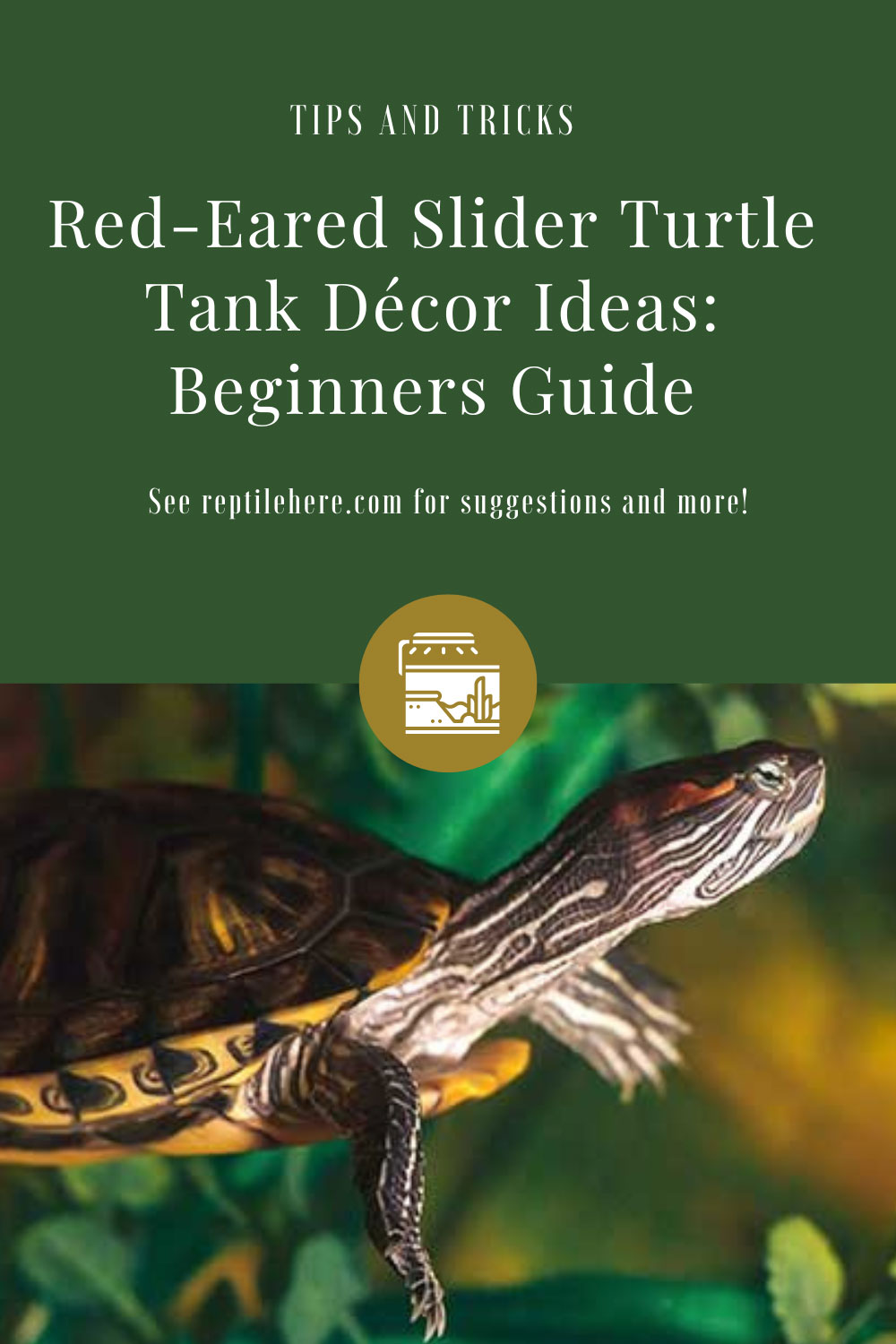 Red-Eared Slider Turtle Tank Décor Ideas: Beginners Guide
